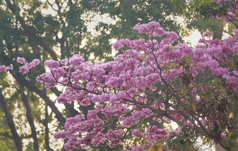 AMATA - AMATA City Bien Hoa Supports Funds Towards the '1 Billion Tree ...